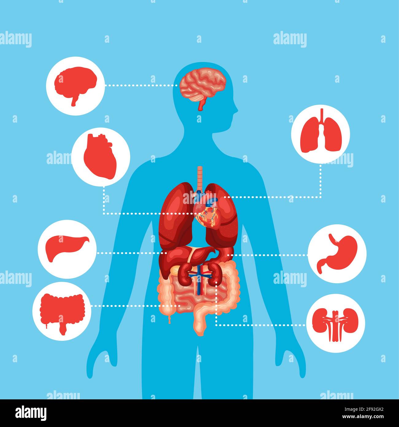 body and internals organs icons Stock Vector Image & Art - Alamy