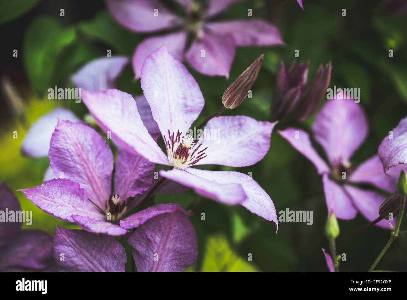 Margaret Field High Resolution Stock Photography and Images - Alamy