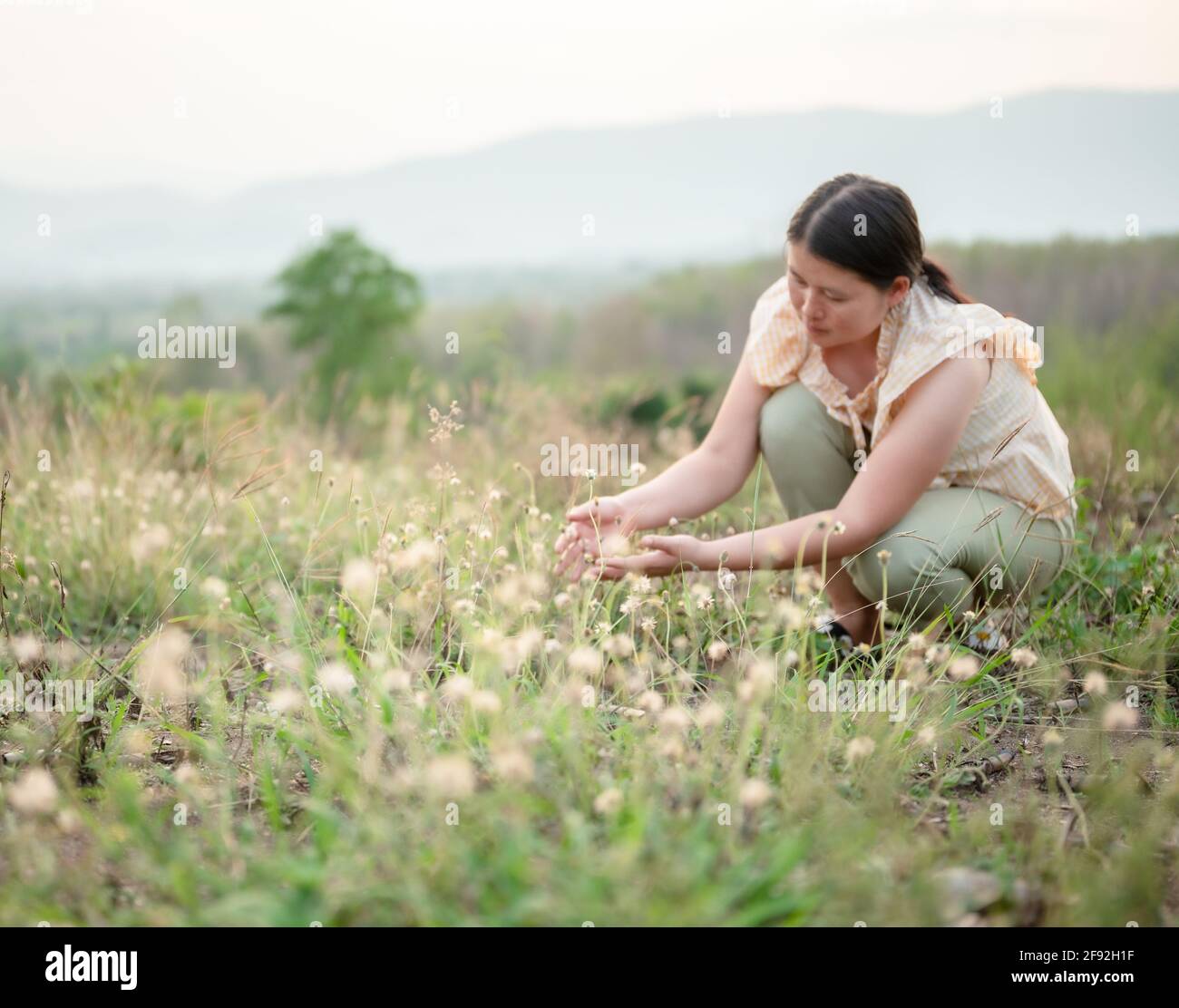 Watching the grass in the sunset Stock Photo - Alamy