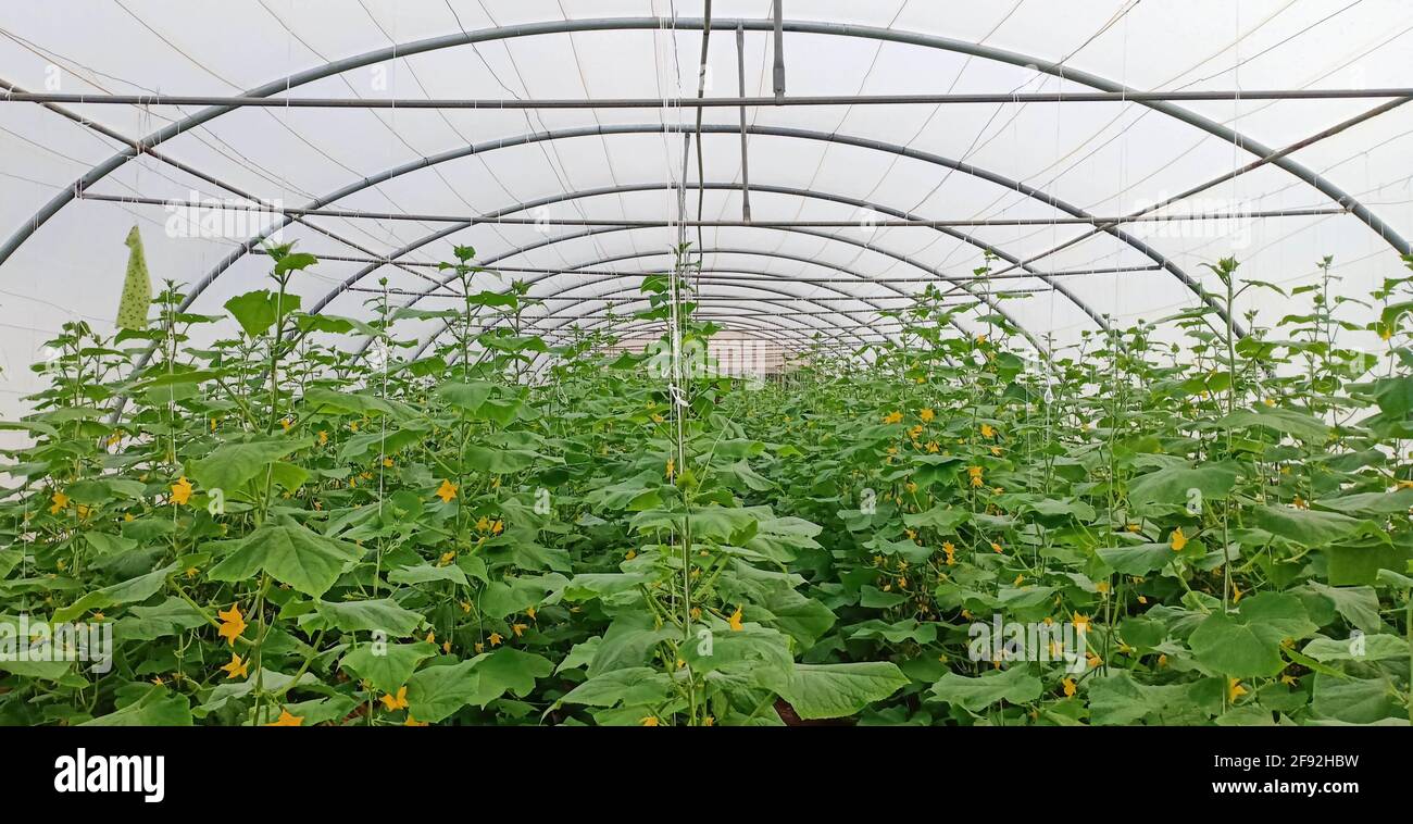 Saudi Arabian farm land Stock Photo - Alamy