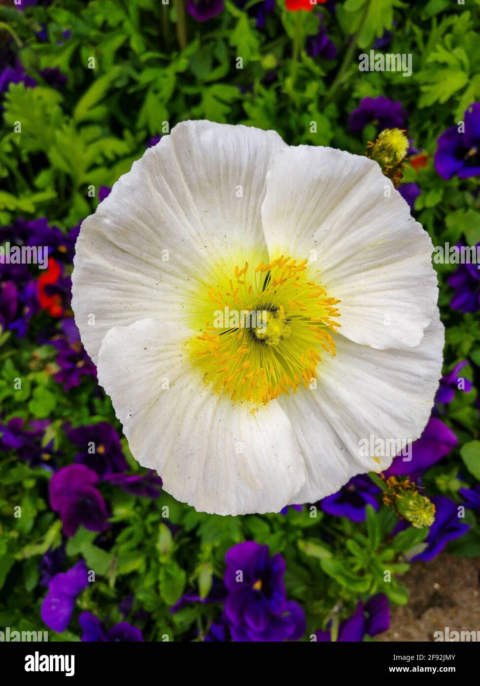 Top view of a white poppy flower in a garden Stock Photo - Alamy