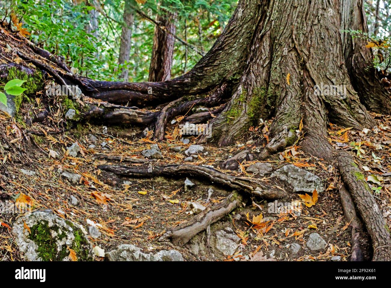 Outdoor path in woods hi-res stock photography and images - Alamy