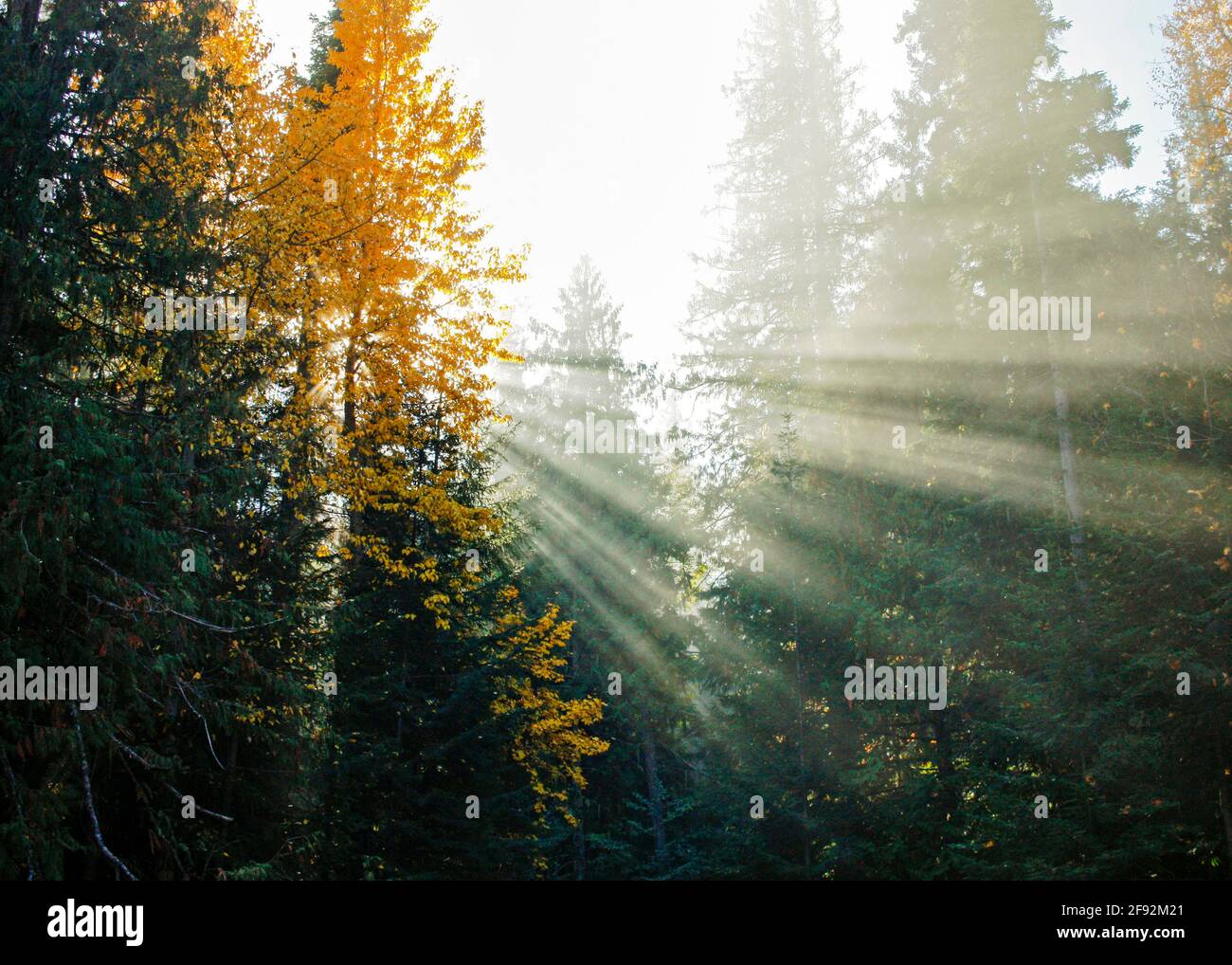 Sun rays coming through woods hi-res stock photography and images - Alamy