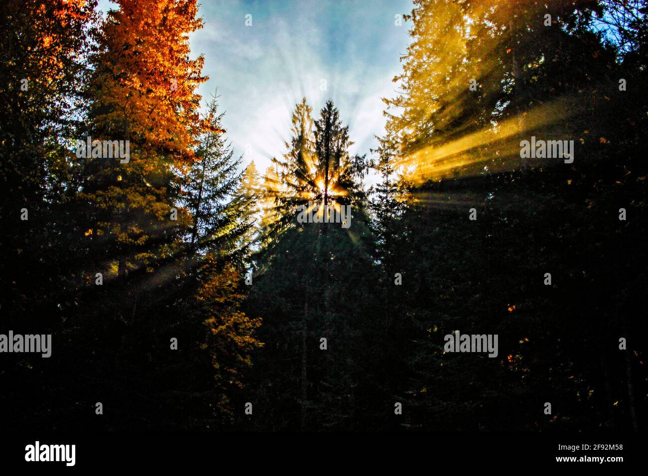 Sunlight coming through trees hi-res stock photography and images - Alamy