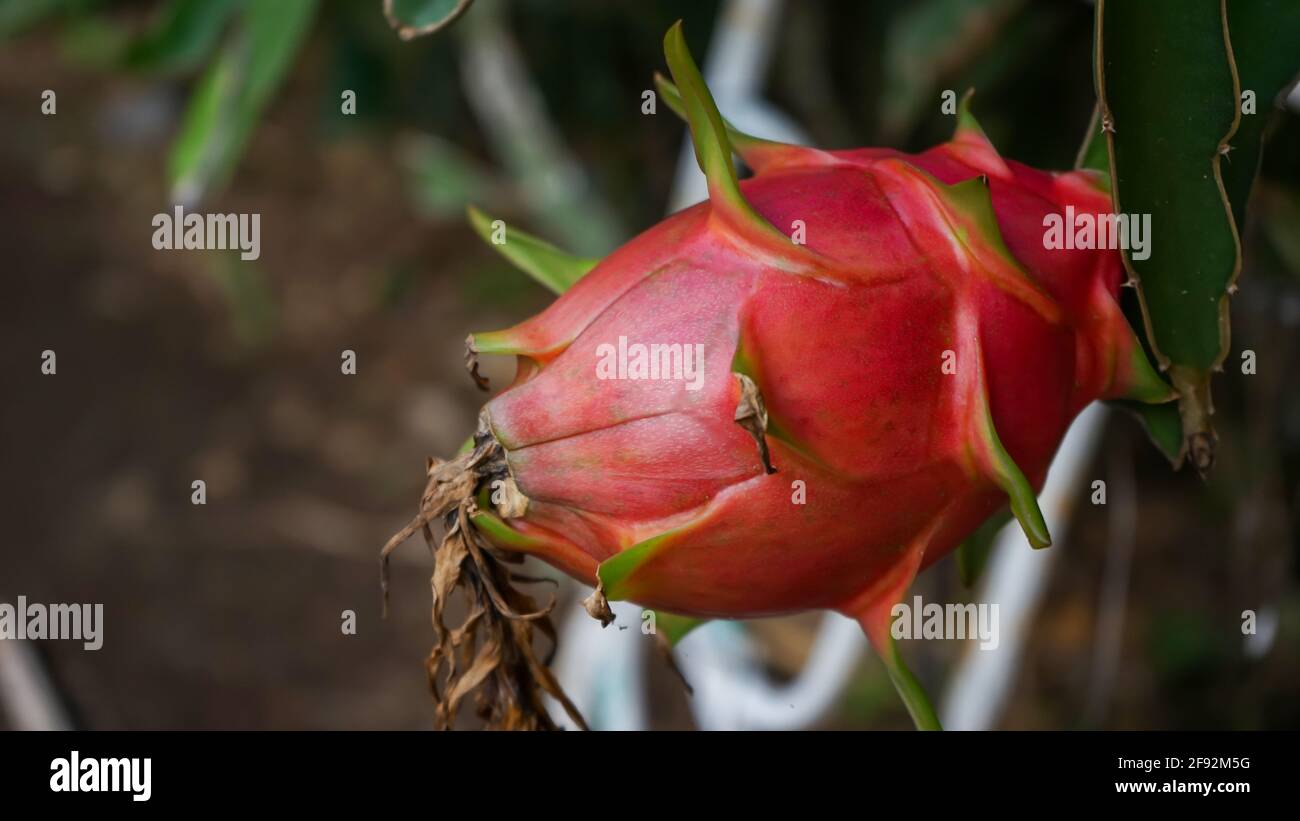 Close up dragon hi-res stock photography and images - Alamy