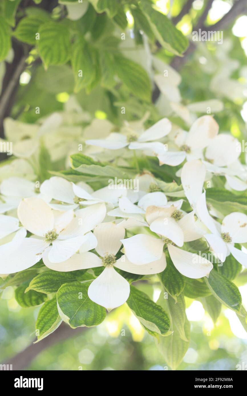 Dogwood tree blooming in the spring Stock Photo - Alamy