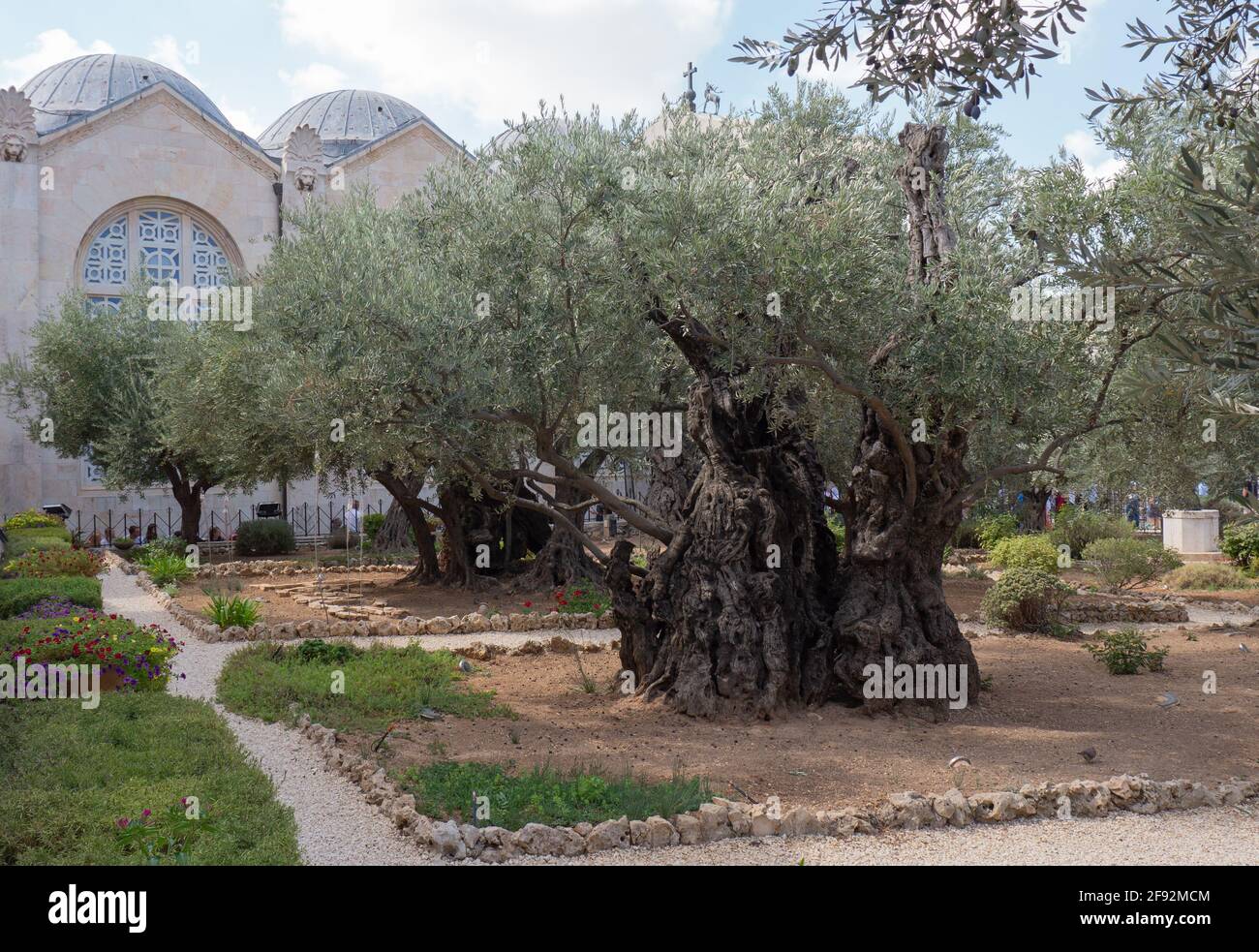 Old olive trees in the garden of Gethsemane, Jerusalem Stock Photo - Alamy