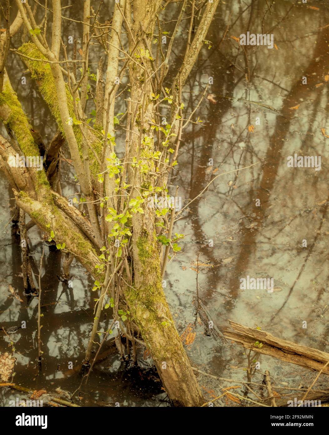 Riperian landscape with trees growing out of and around a semi-stagnant ...