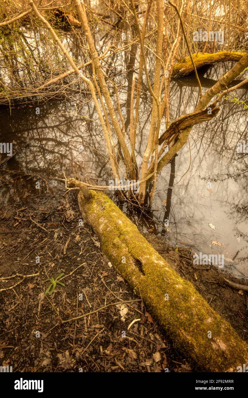 Riperian landscape with trees growing out of and around a semi-stagnant ...