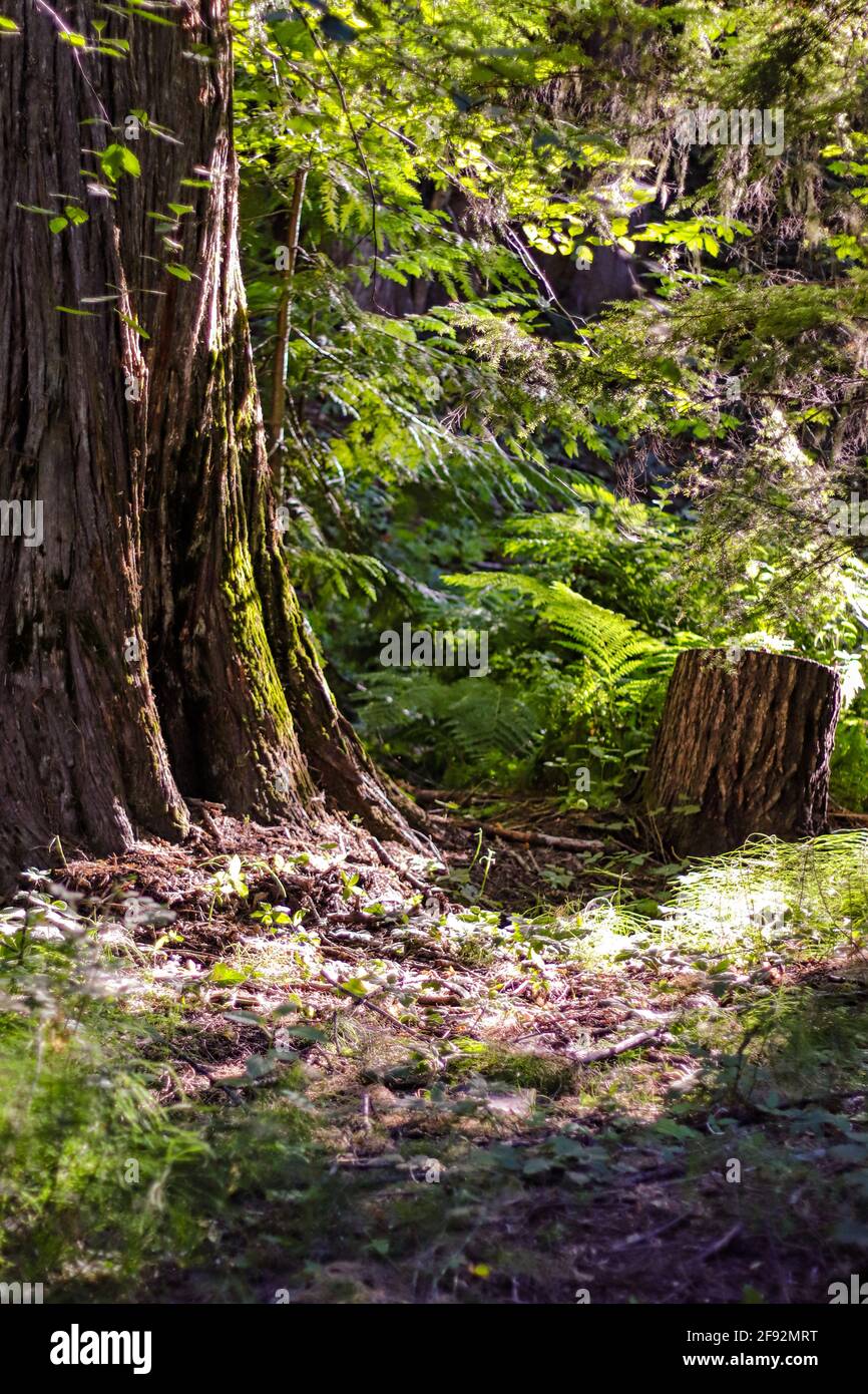 Trees in the sunlight Stock Photo - Alamy