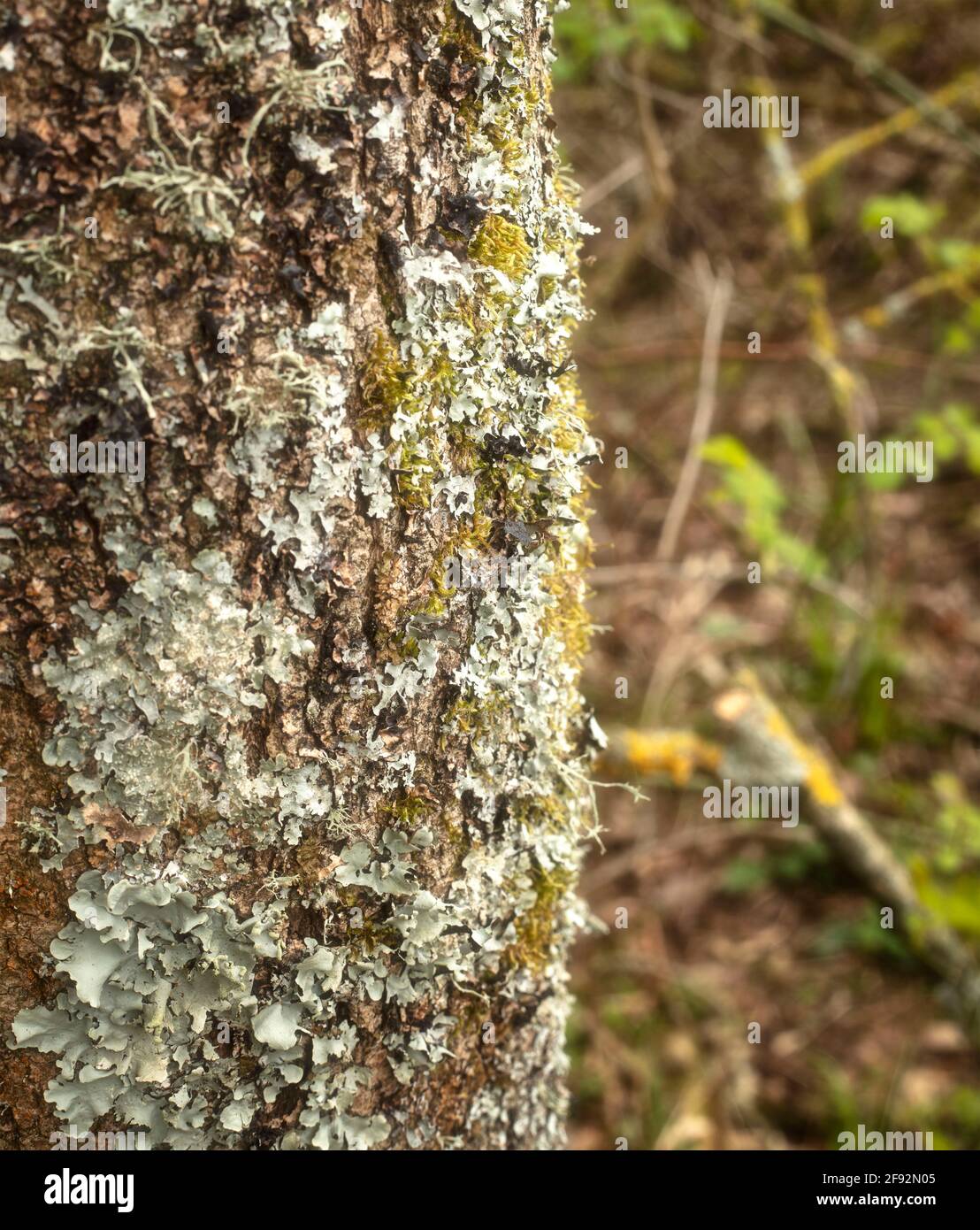 Moss covered tree trunk symbolic of patterns and textures in nature ...