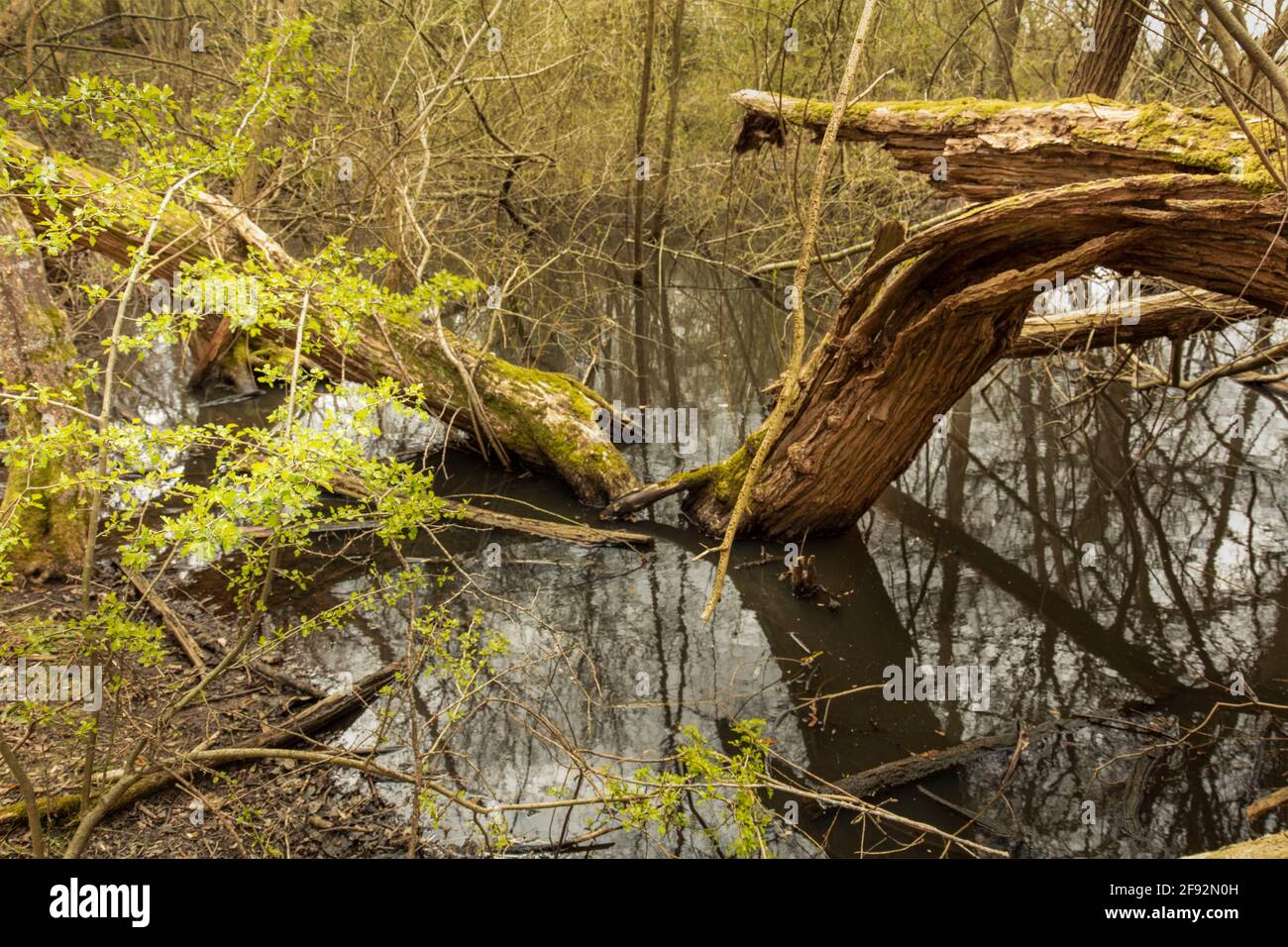 Riperian landscape with trees growing out of and around a semi-stagnant ...