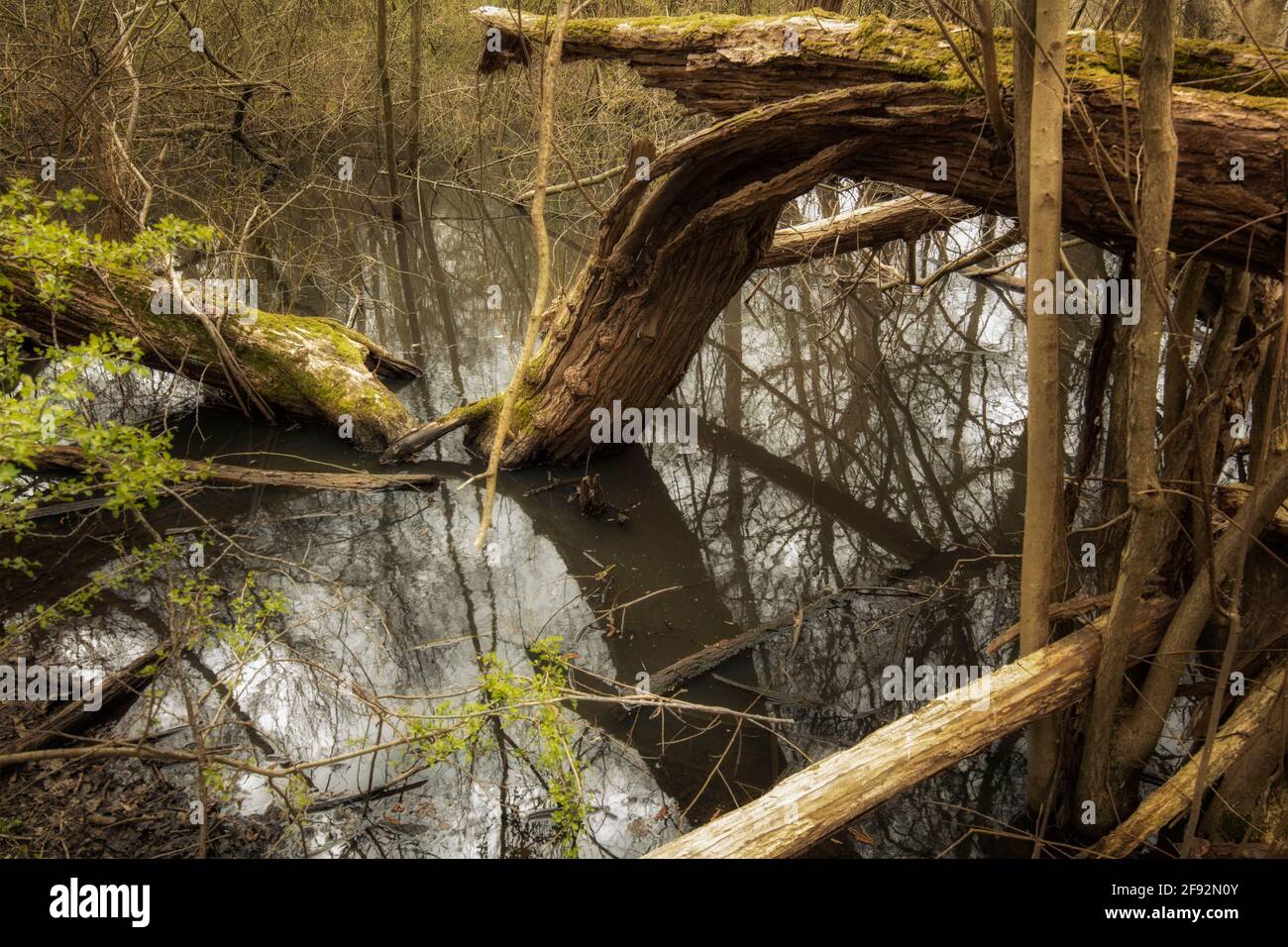 Riperian landscape with trees growing out of and around a semi-stagnant ...