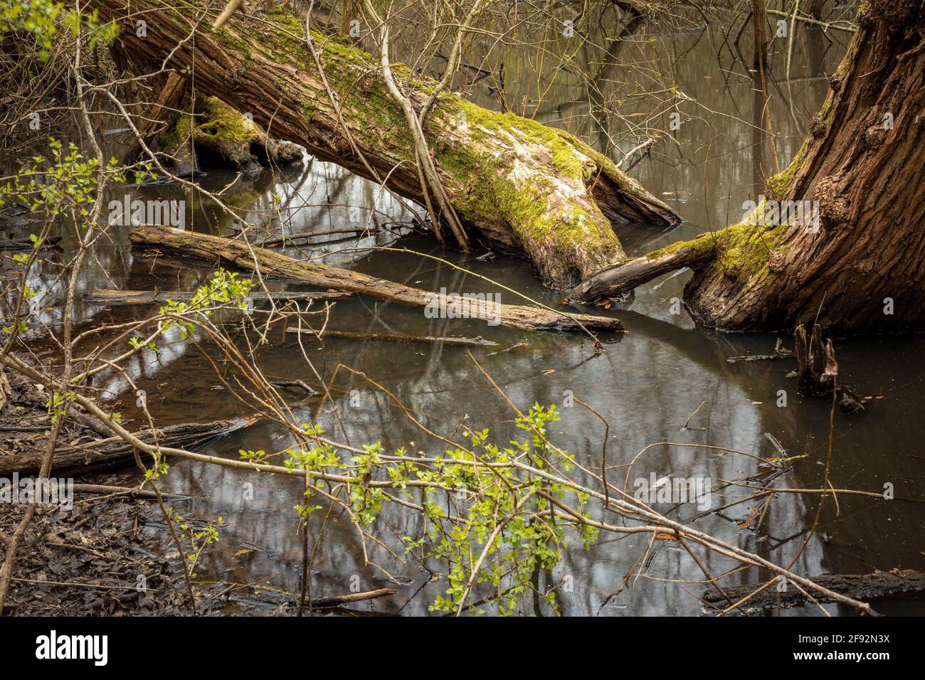 Riperian landscape with trees growing out of and around a semi-stagnant ...