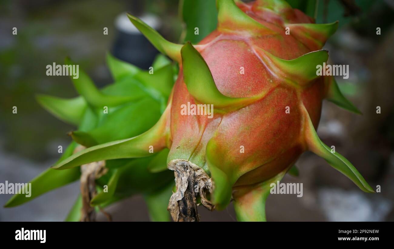 Asian fruit orchard hi-res stock photography and images - Alamy
