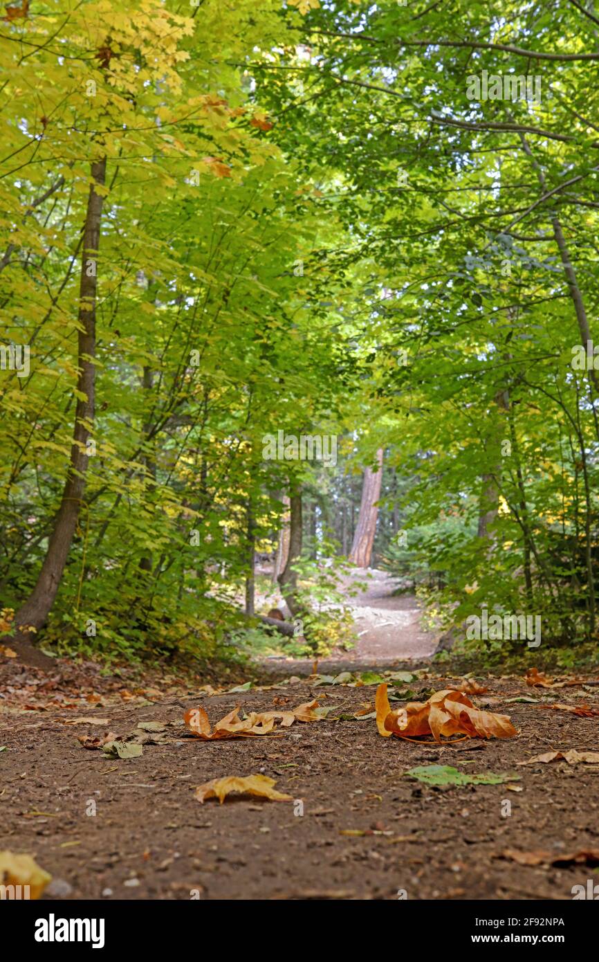 Path growing through the forest Stock Photo - Alamy