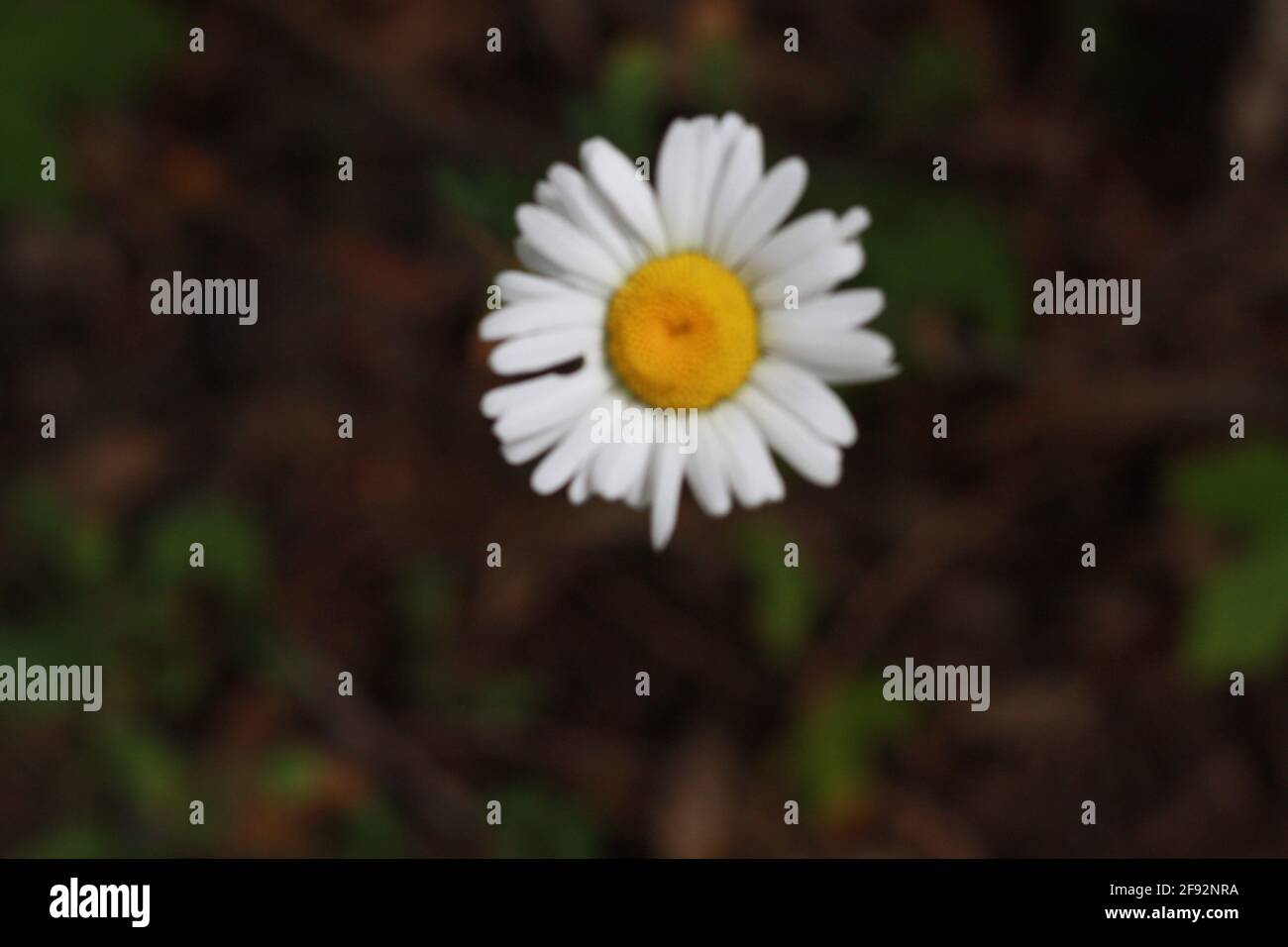 Single Daisy Growing In Grass High Resolution Stock Photography and ...