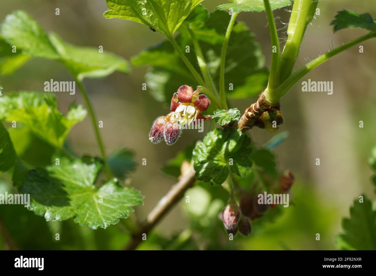 Family grossulariaceae hi-res stock photography and images - Alamy