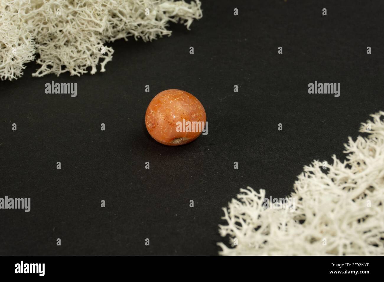 Carnelian tree hi-res stock photography and images - Alamy