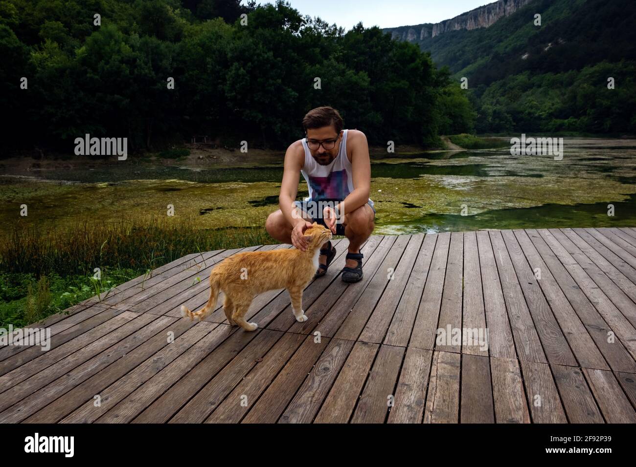 A man is playing with a domestic red tabby cat. The cat rubs on the ...