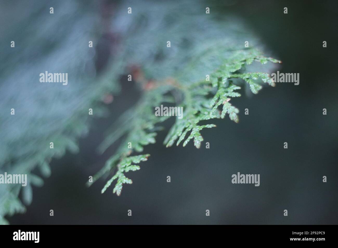 Cedar tree branches Stock Photo - Alamy