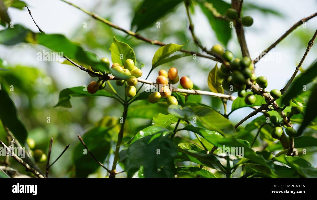 coffee of africa Rwanda coffee farm Stock Photo - Alamy