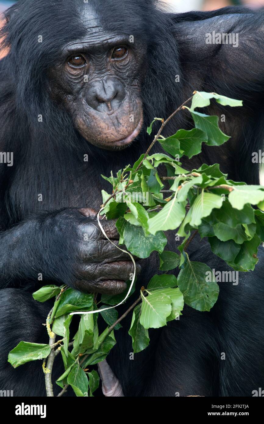 Bonobo Also Known As A Dwarf Chimpanzee Stock Photo - Alamy