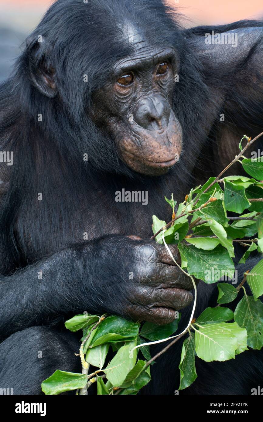 Bonobo Also Known As A Dwarf Chimpanzee Stock Photo - Alamy