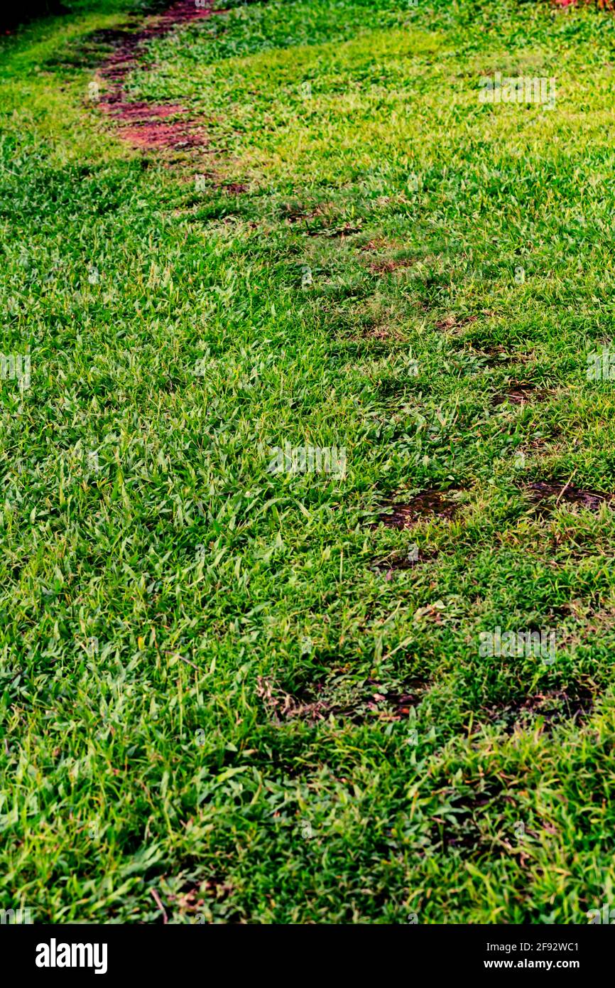 An old abandoned village path lined with overgrown with grass Stock ...