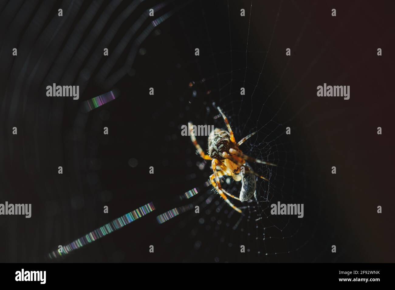 spider on a web caught a bug on a dark background, selective focus ...