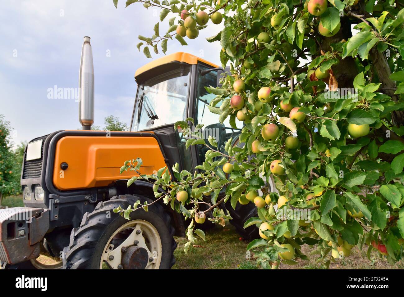 modern apple harvest with a harvesting machine on a plantation with ...