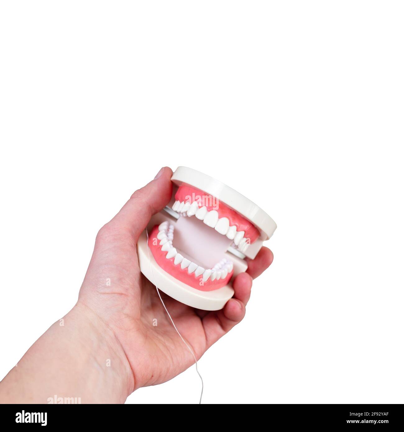Mock up jaw with teeth holds in hand on white background Stock Photo ...