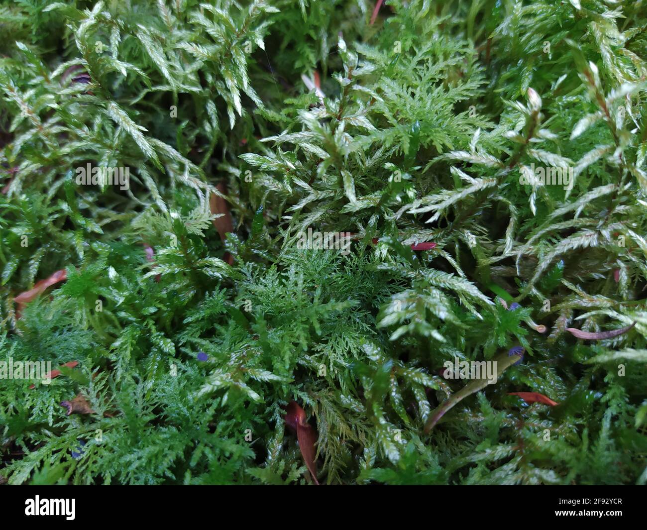 Moss is a higher vascular spore plant, a perennial plant that needs a ...