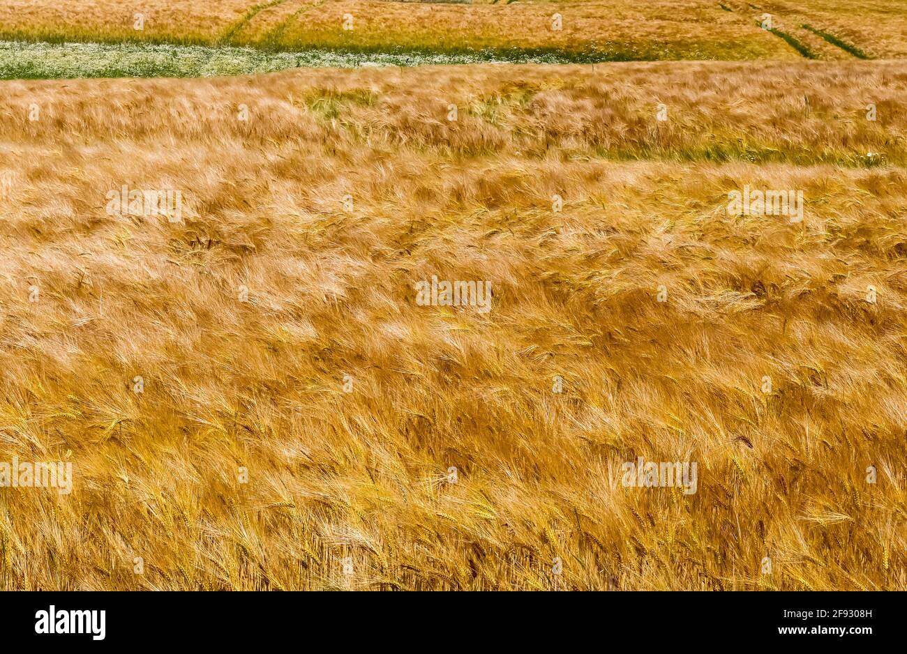 Closeup waving wheat hi-res stock photography and images - Alamy