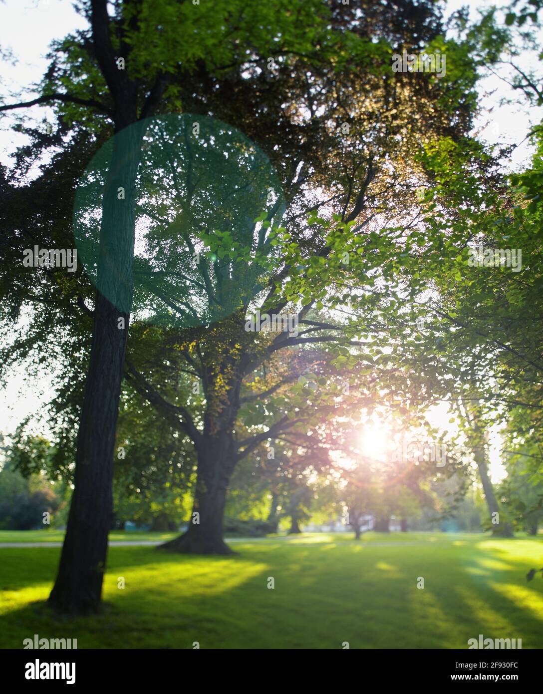 Green lawn in city park under sunny light Stock Photo - Alamy