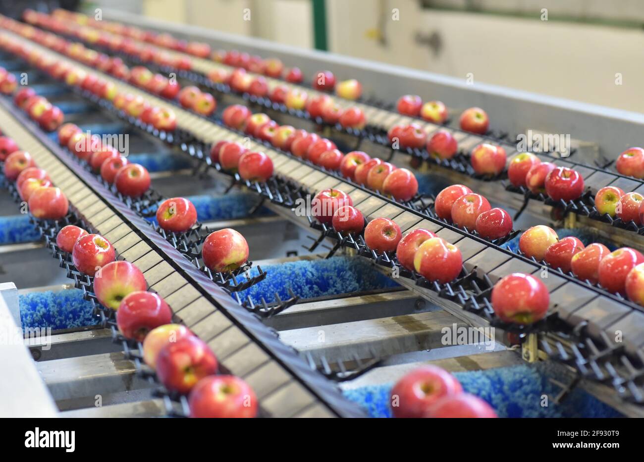 The assembly line with apples hi-res stock photography and images - Alamy