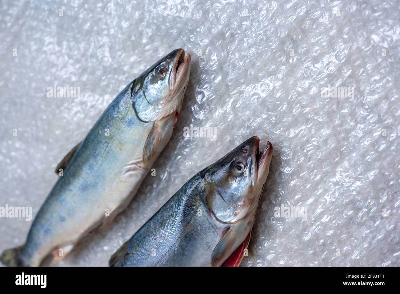 Two dead fish on plastic wrap. A fish dish Stock Photo - Alamy