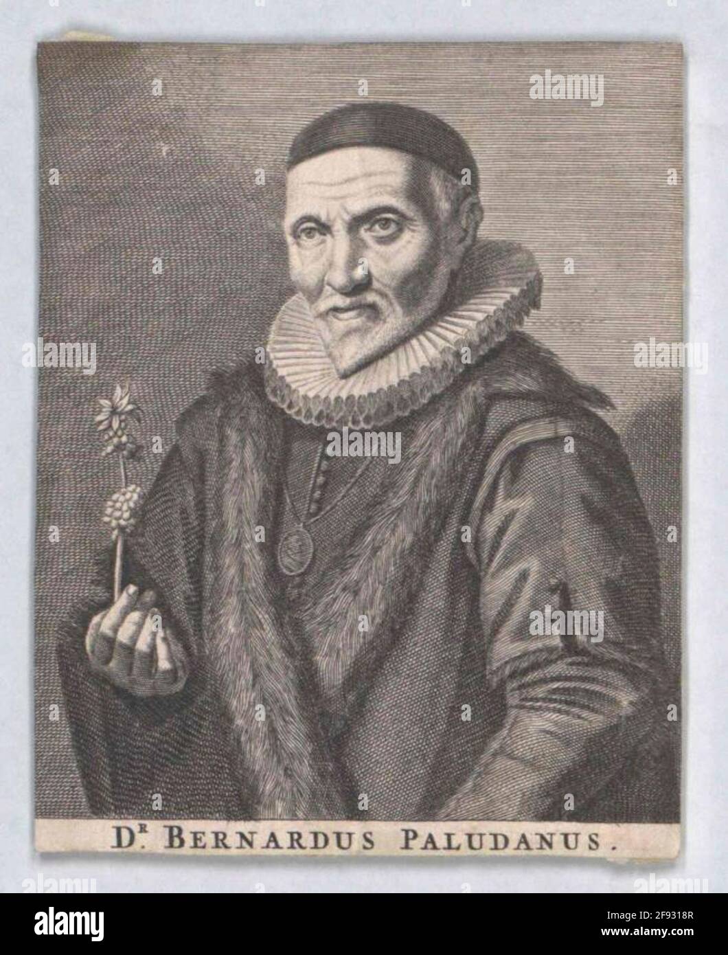 Paludanus hi-res stock photography and images - Alamy