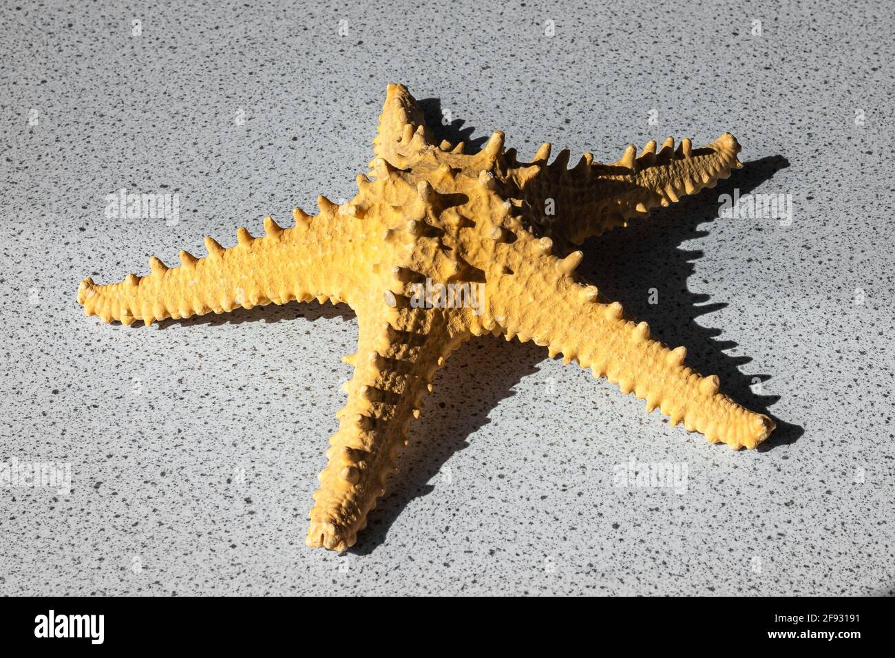 Coral fish starfish caribbean hi-res stock photography and images - Alamy