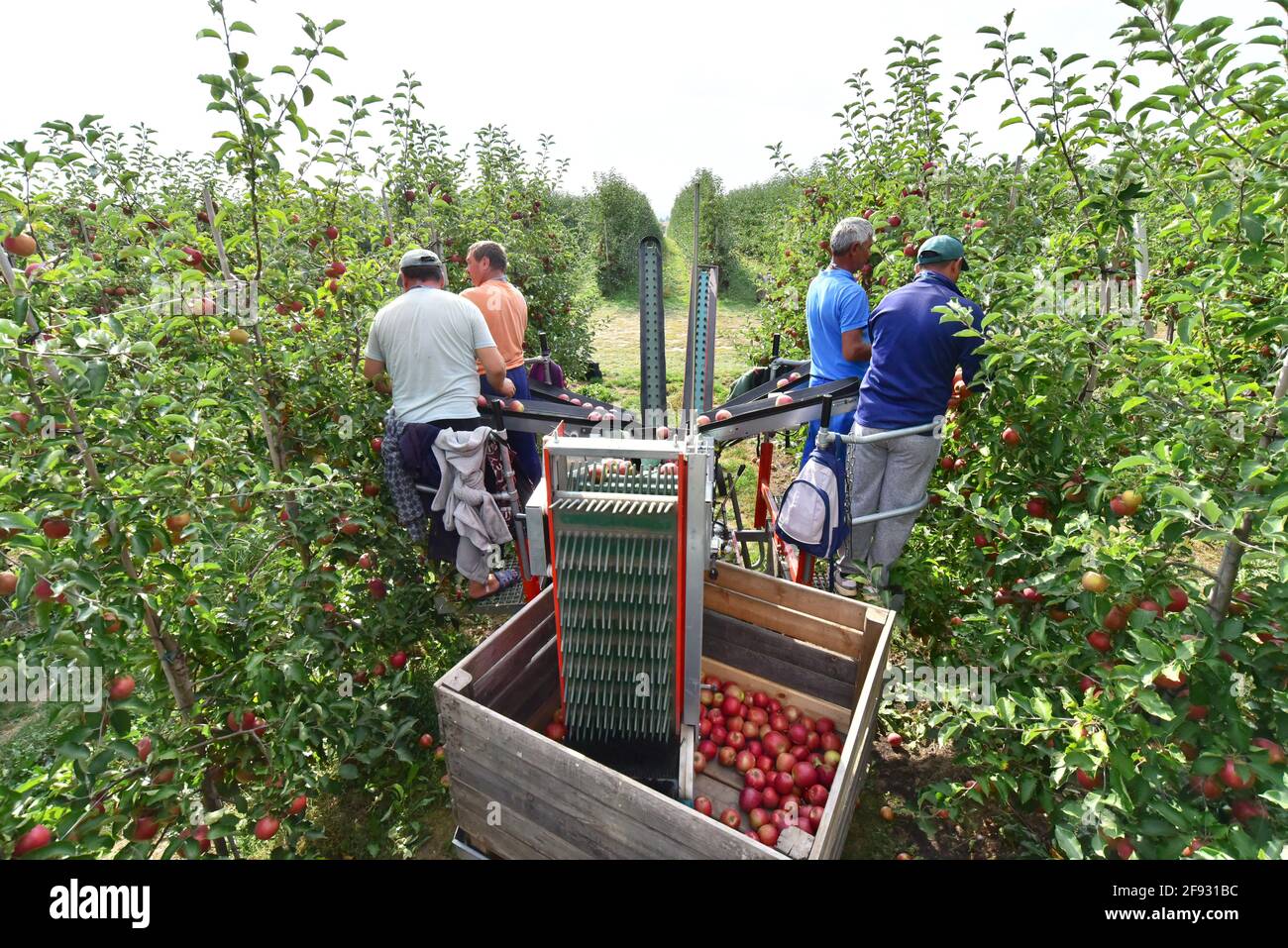 harvest assistant on a machine for automatic harvesting of ripe fresh ...