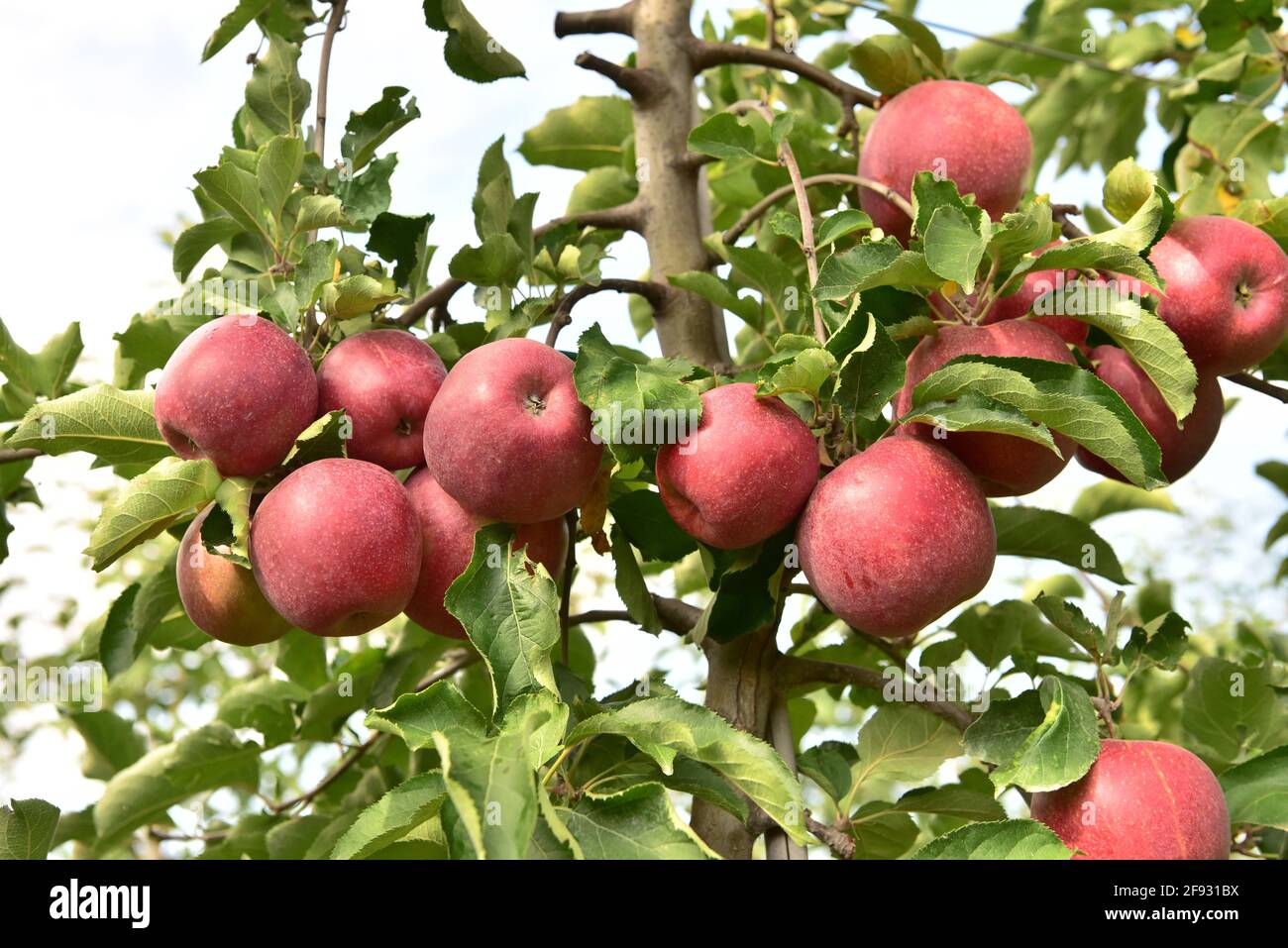 apple trees on a plantation - fruit growing and harvesting Stock Photo ...