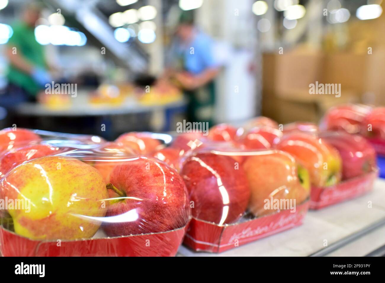 food factory: assembly line with apples and workers Stock Photo - Alamy