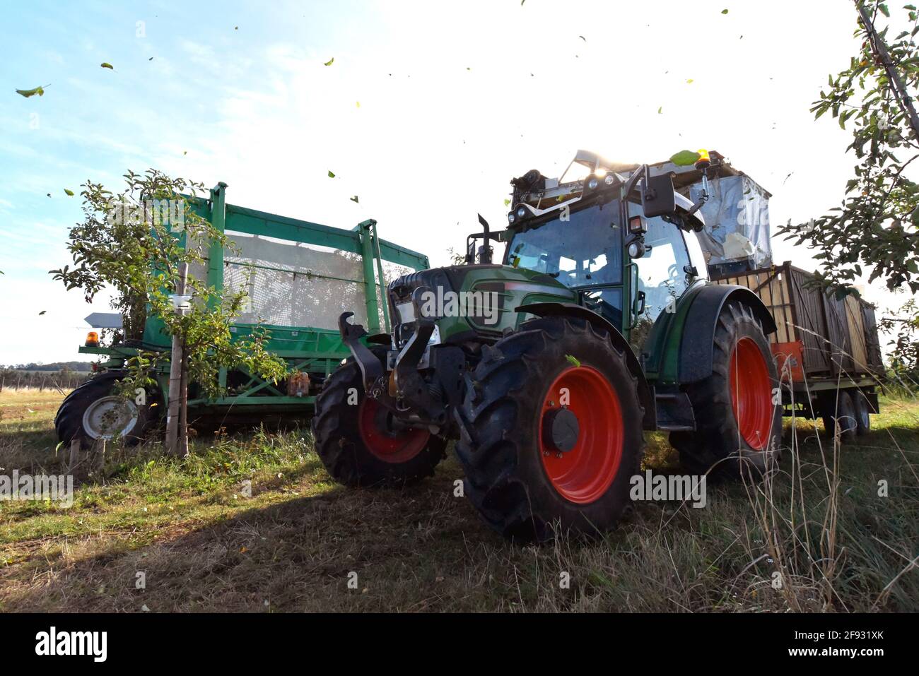 modern apple harvest with a harvesting machine on a plantation with ...