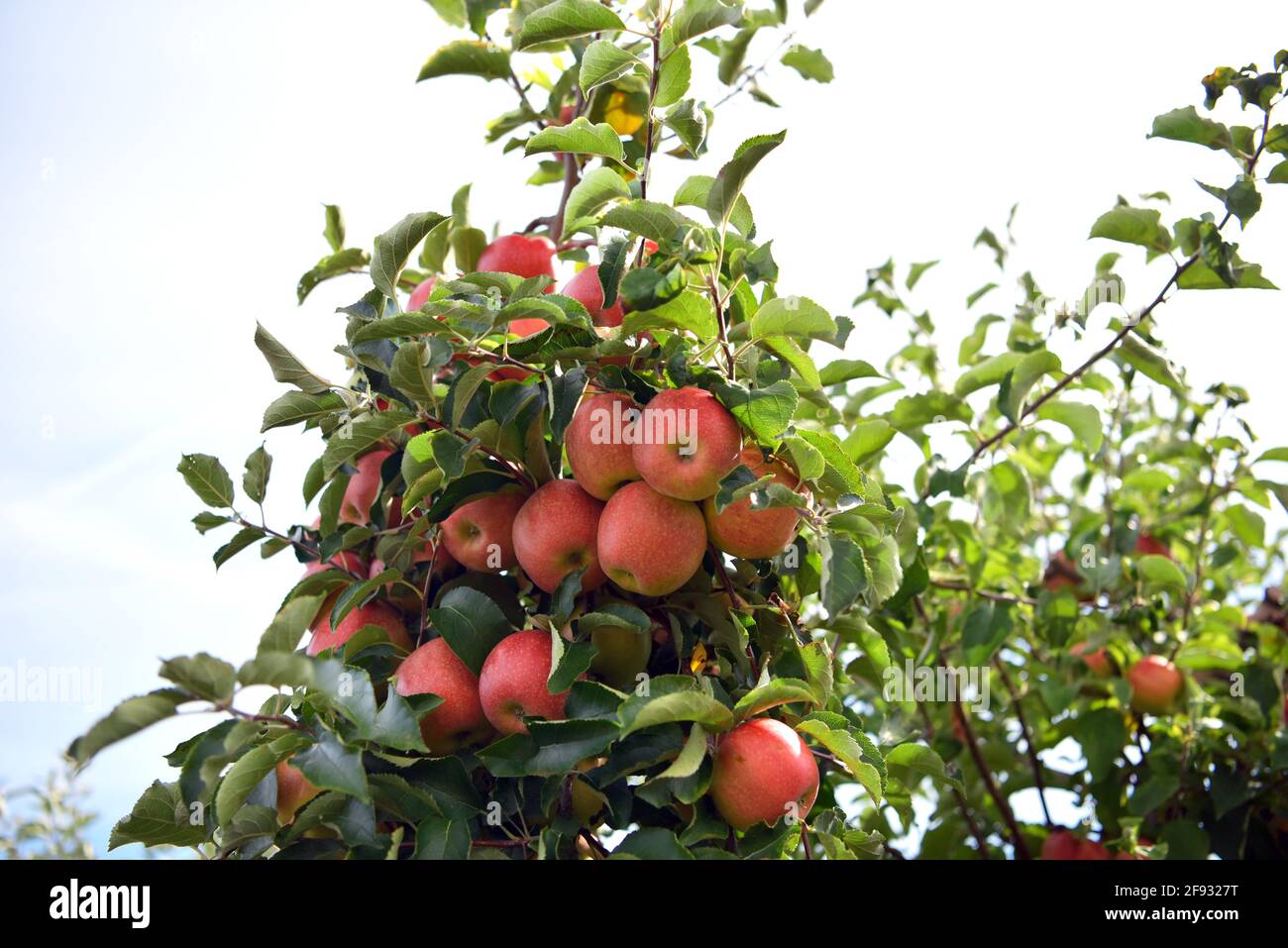 apple trees on a plantation - fruit growing and harvesting Stock Photo ...