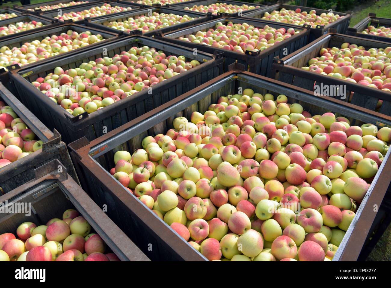 apple harvest - crates of fresh apples for transport and sale Stock ...