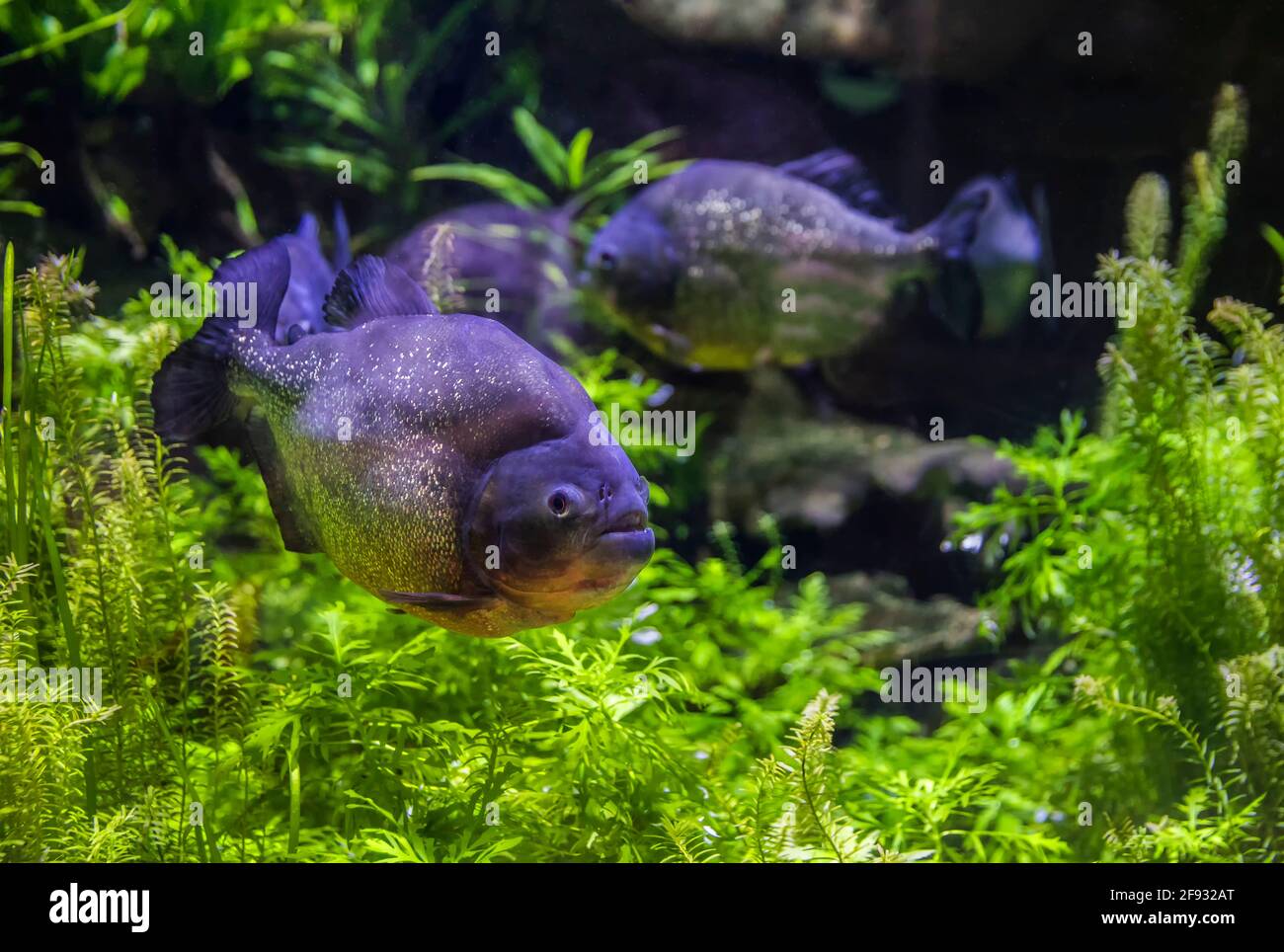 One of the most famous types of Piranhas. Pygocentrus nattereri Stock ...