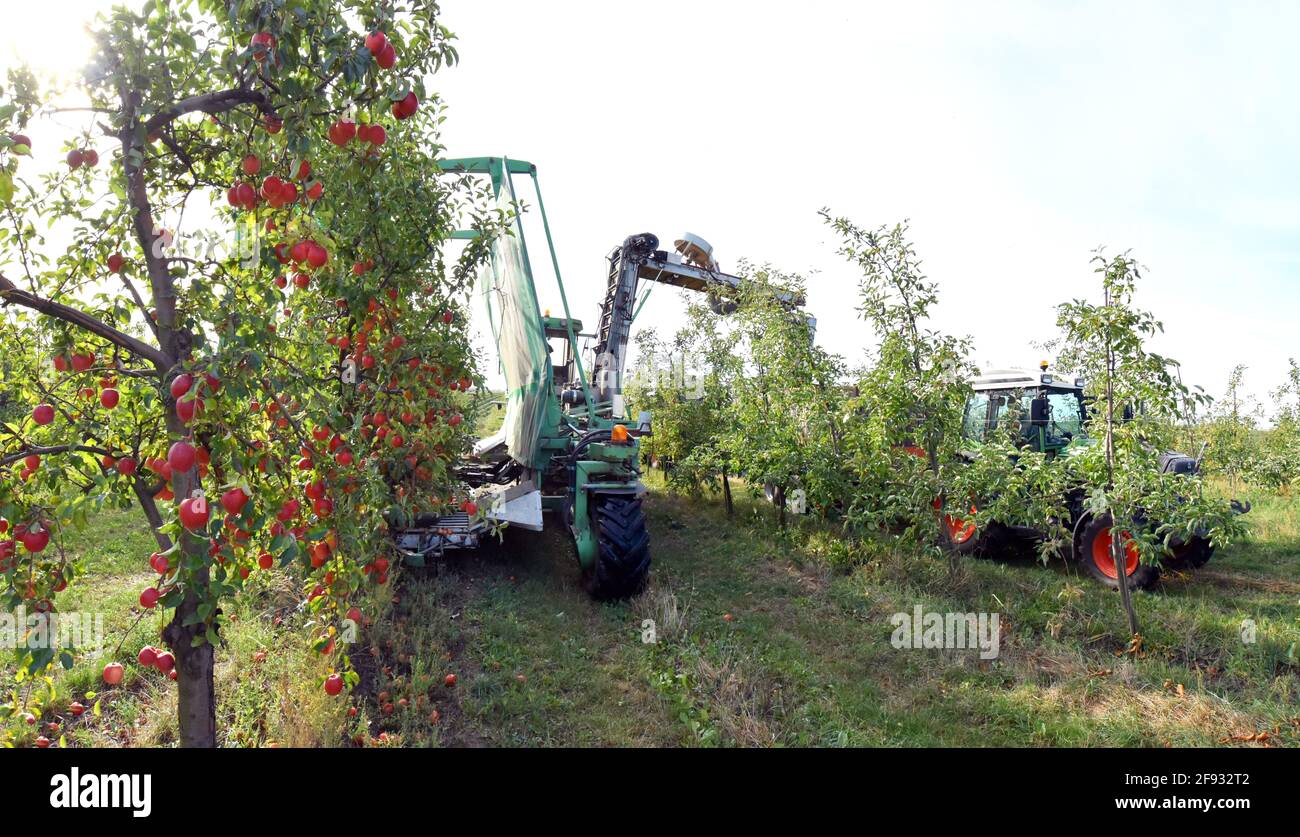 modern apple harvest with a harvesting machine on a plantation with ...