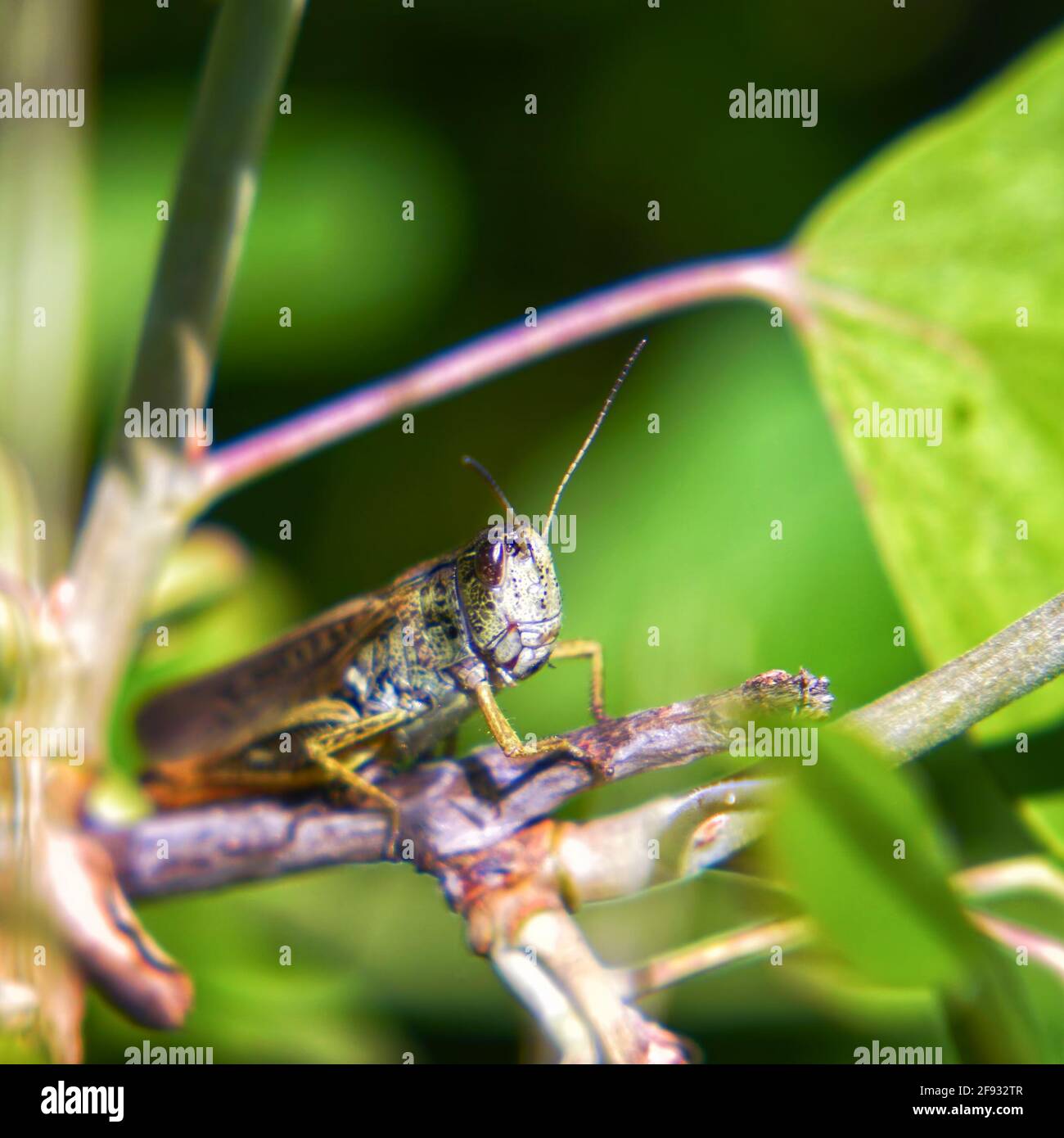 Agricultural pest Grasshopper or locust sitting on the grass Stock ...