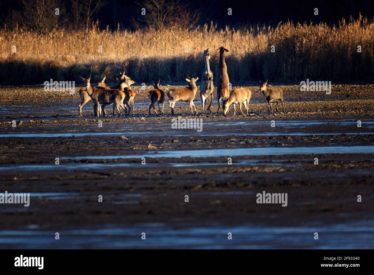 Lan animals hi-res stock photography and images - Alamy