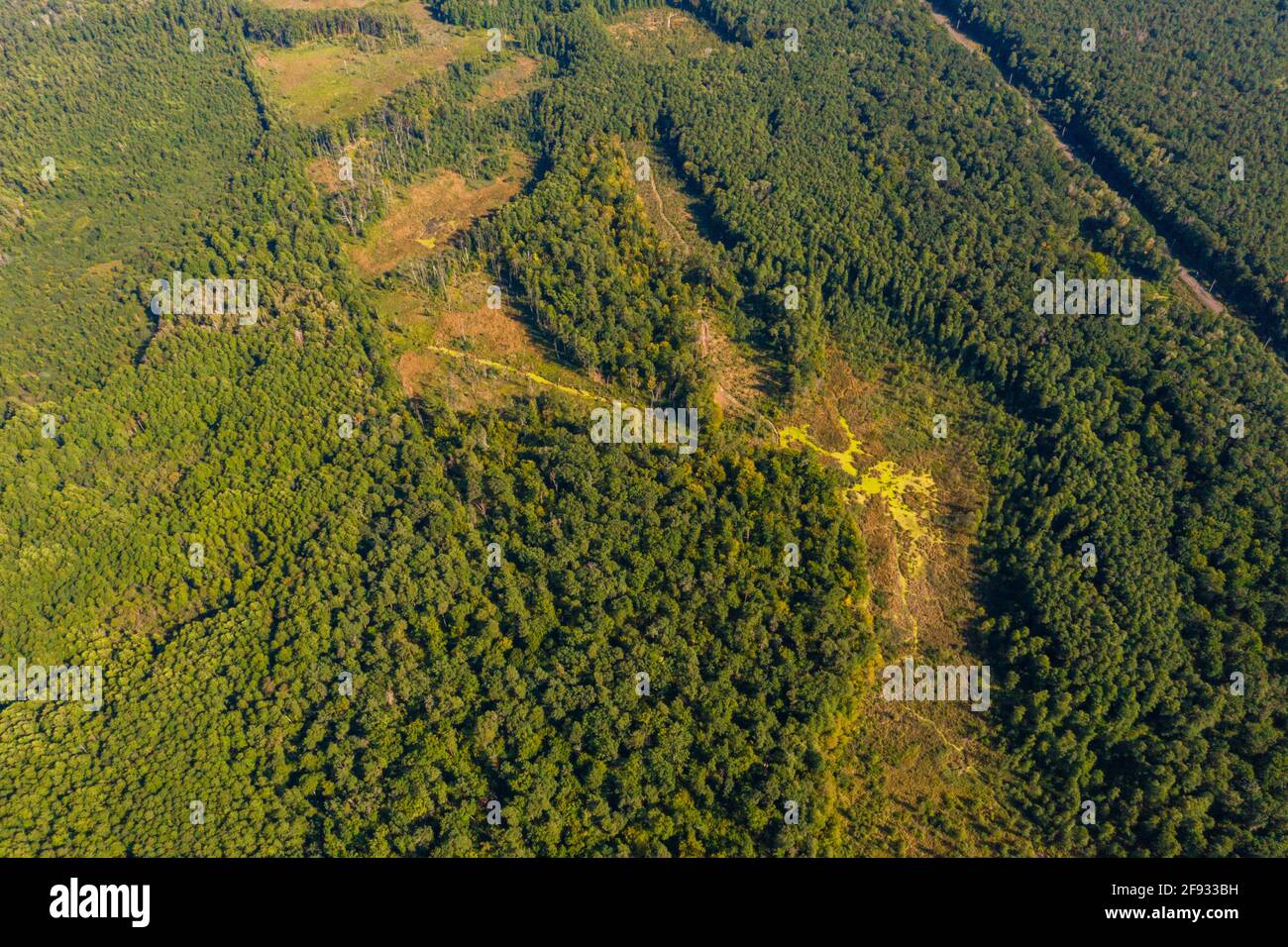 Top view of the Ukrainian forests in the Rivne region, flying over the ...